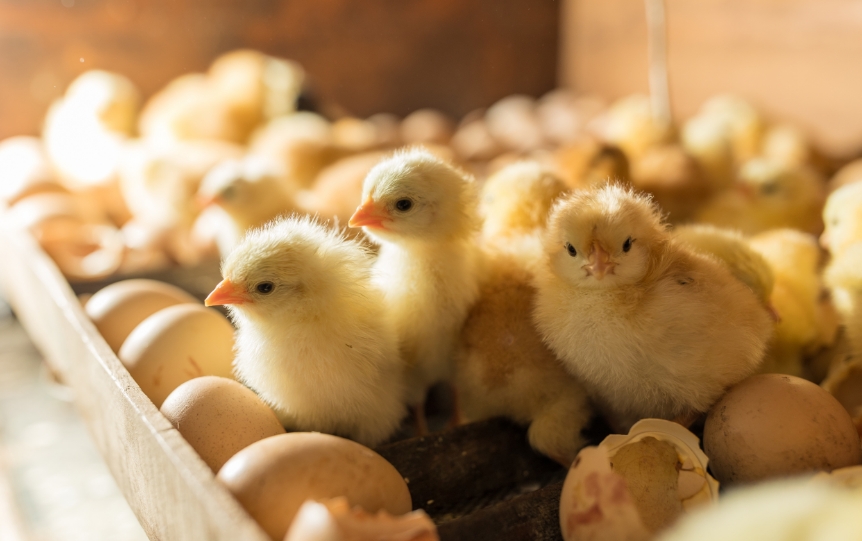 Poultry Liners - Dimple Paper